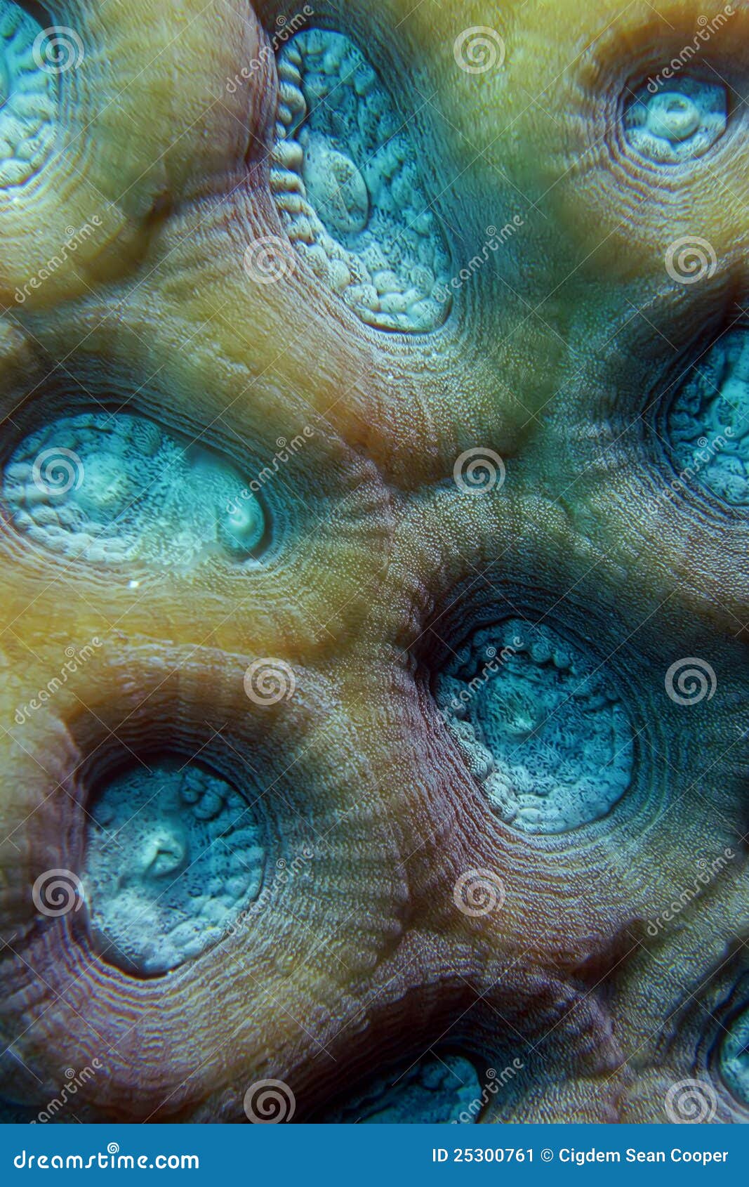 Texture and Pattern Details of Coral Stock Image - Image of ornament ...