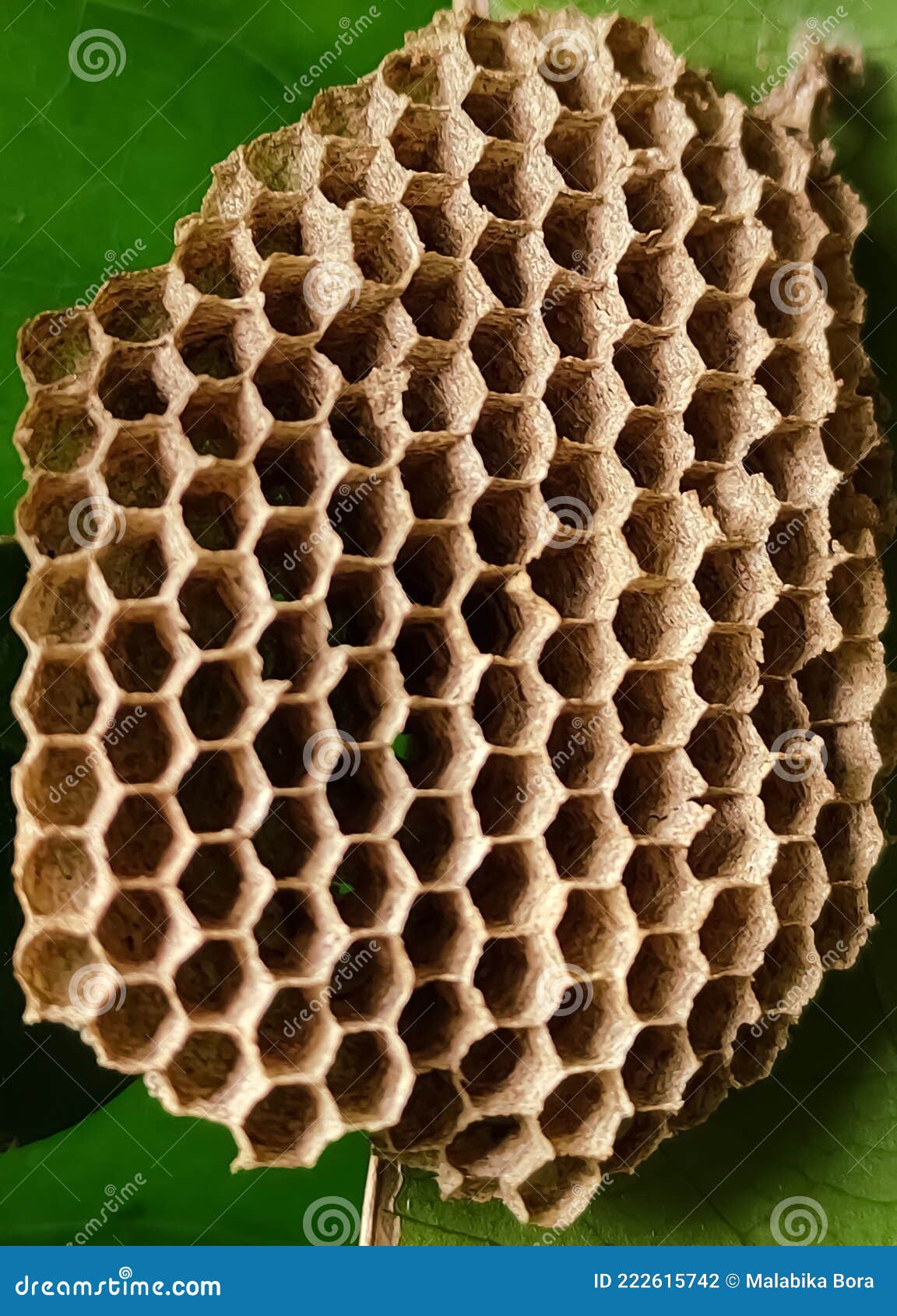 Texture and Pattern of Empty Hive of Wild Bees Stock Photo - Image of ...