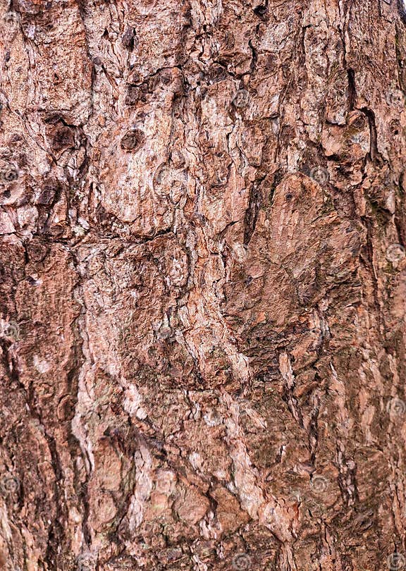 Texture Pattern Formed by the Rough Bark of Huge Trees Stock Image ...