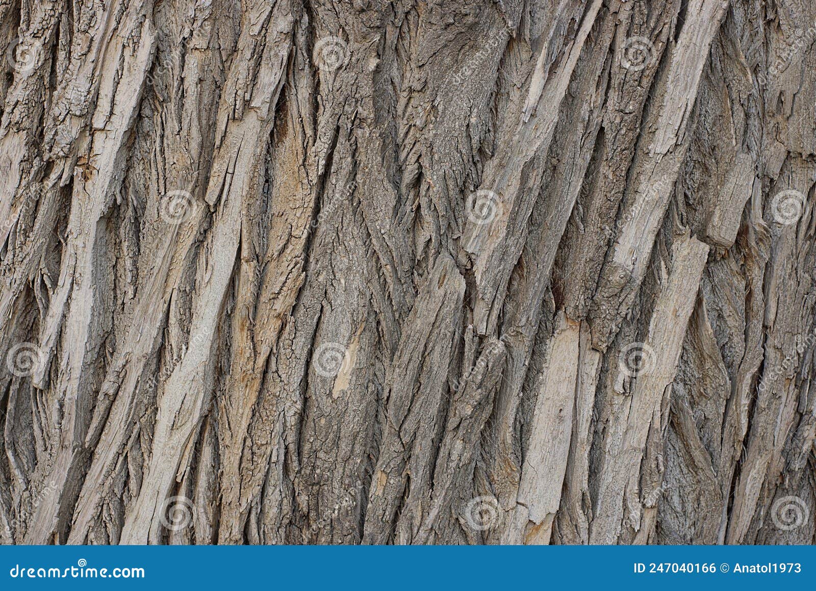 Texture from a Pattern of Gray Poplar Tree Bark Stock Photo - Image of ...