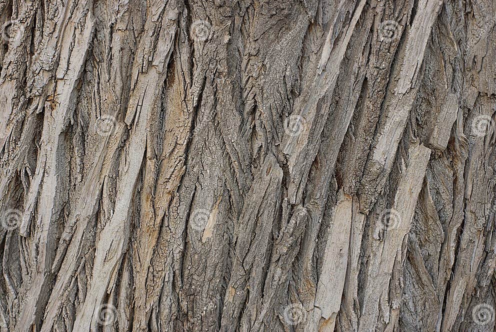 Texture from a Pattern of Gray Poplar Tree Bark Stock Photo - Image of ...
