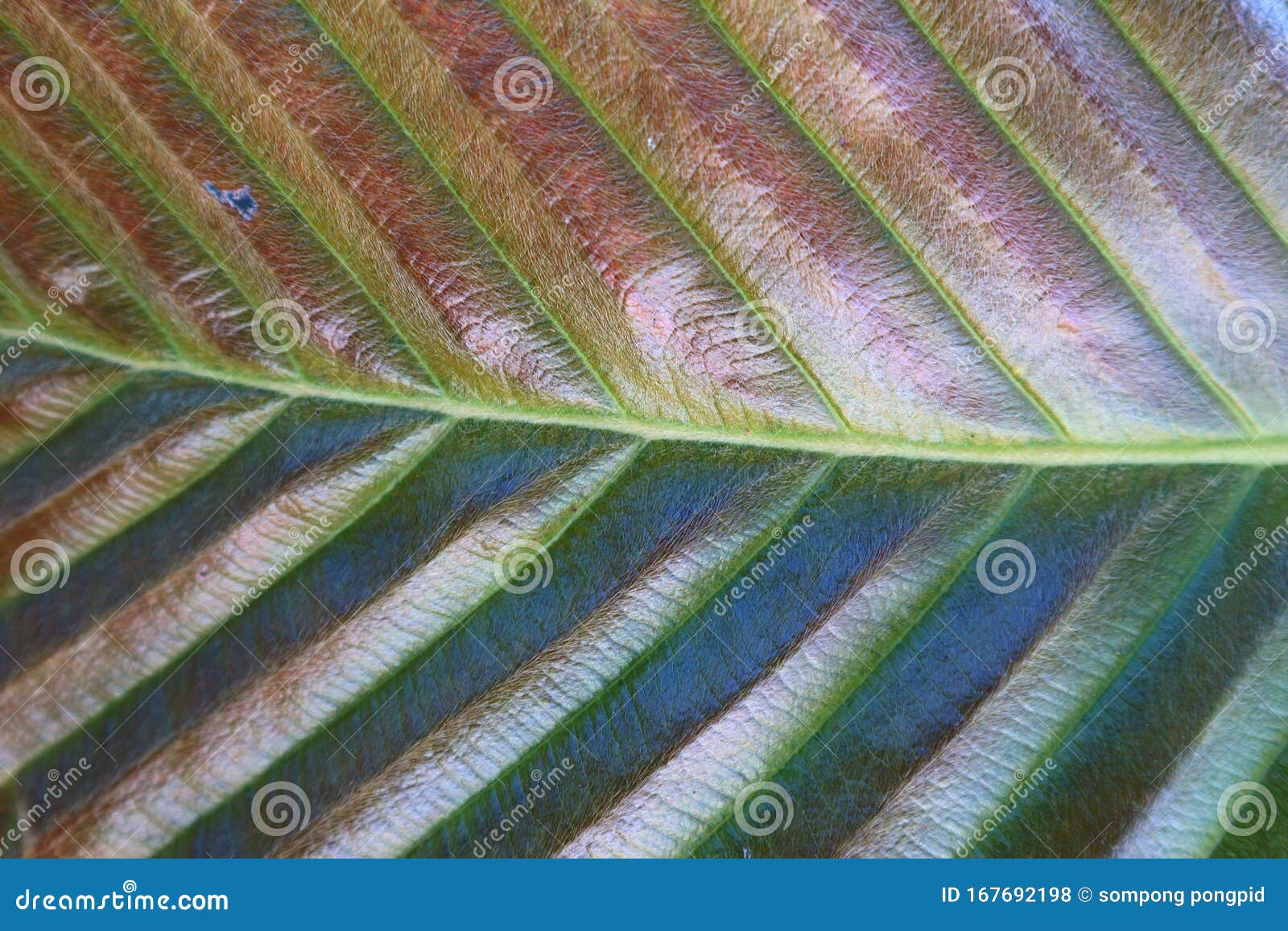 The Texture and Pattern of the Leaves are Beautiful Tree Stock Photo ...