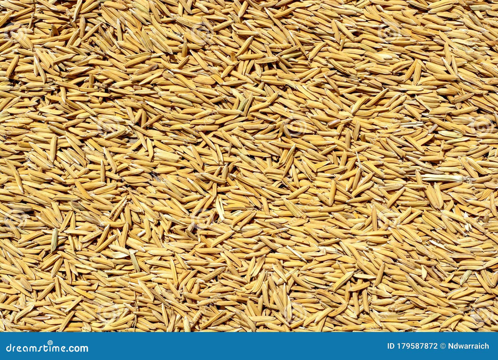 Paddy Seeda Stock Photos - Free & Royalty-Free Stock Photos from Dreamstime