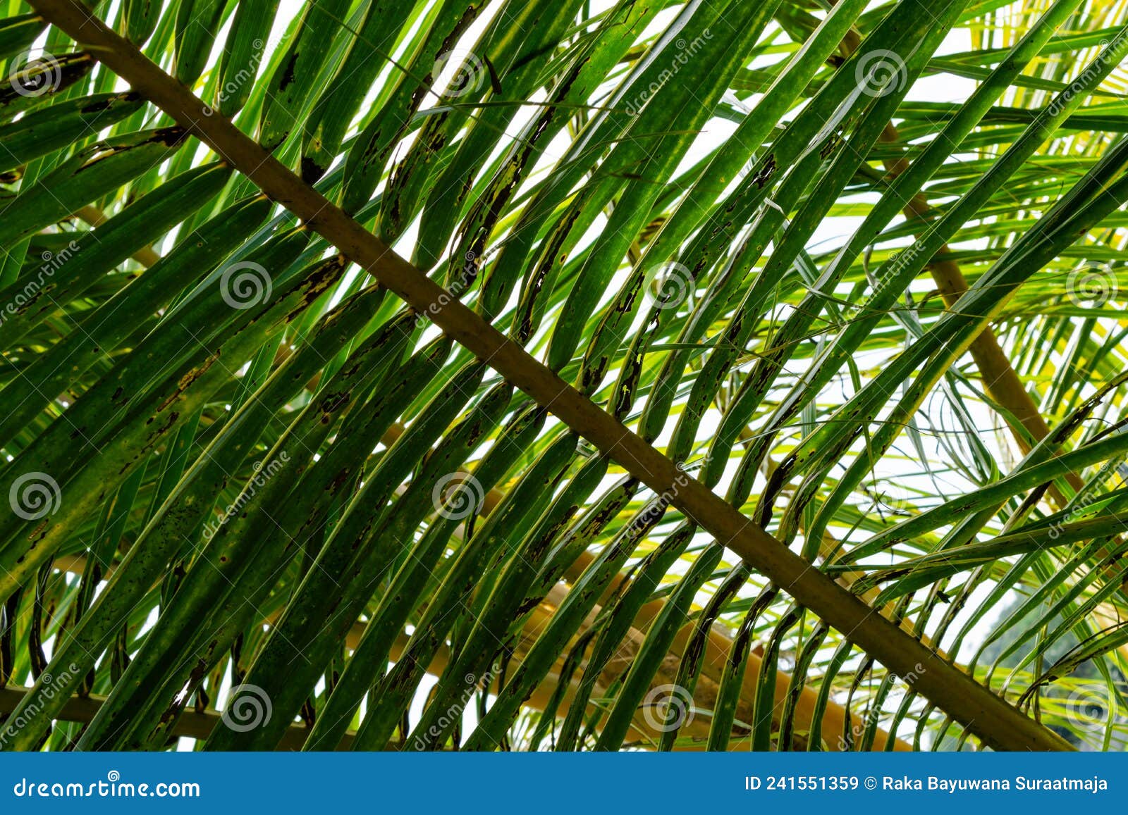 Texture and Pattern of Tropical Coconut Tree Leaves. Stock Image ...