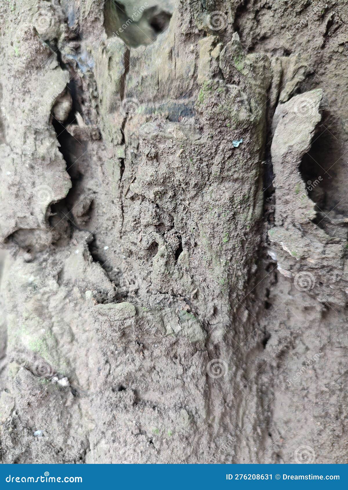 Texture, Pattern, Veins of Dried Tree Trunks in the Garden Stock Image ...