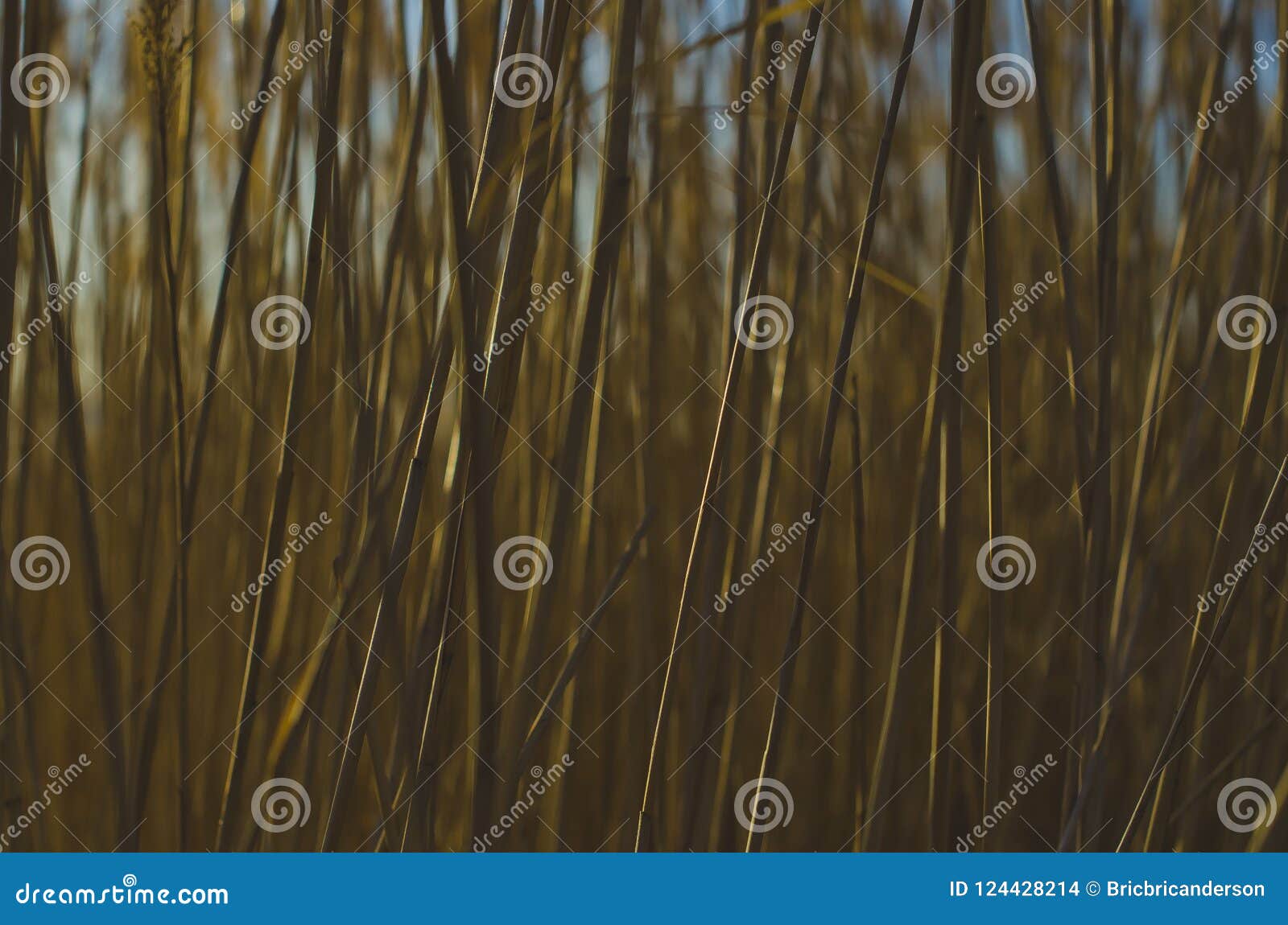 The Pattern and Texture of the Yellow Reed Grass Stock Photo - Image of ...