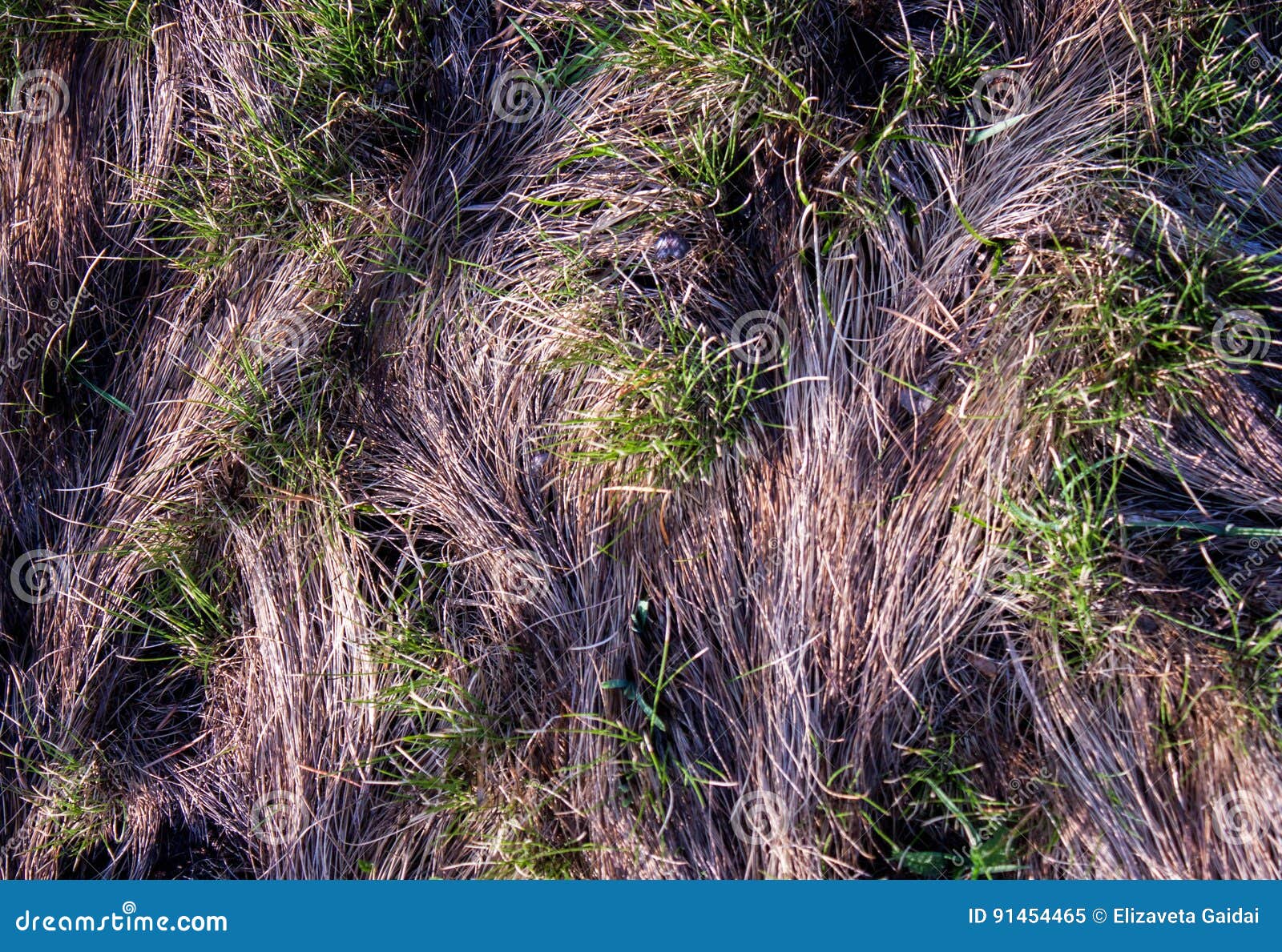 Texture of the Patterns of Young Green Grass and Dry Grass Stock Image ...