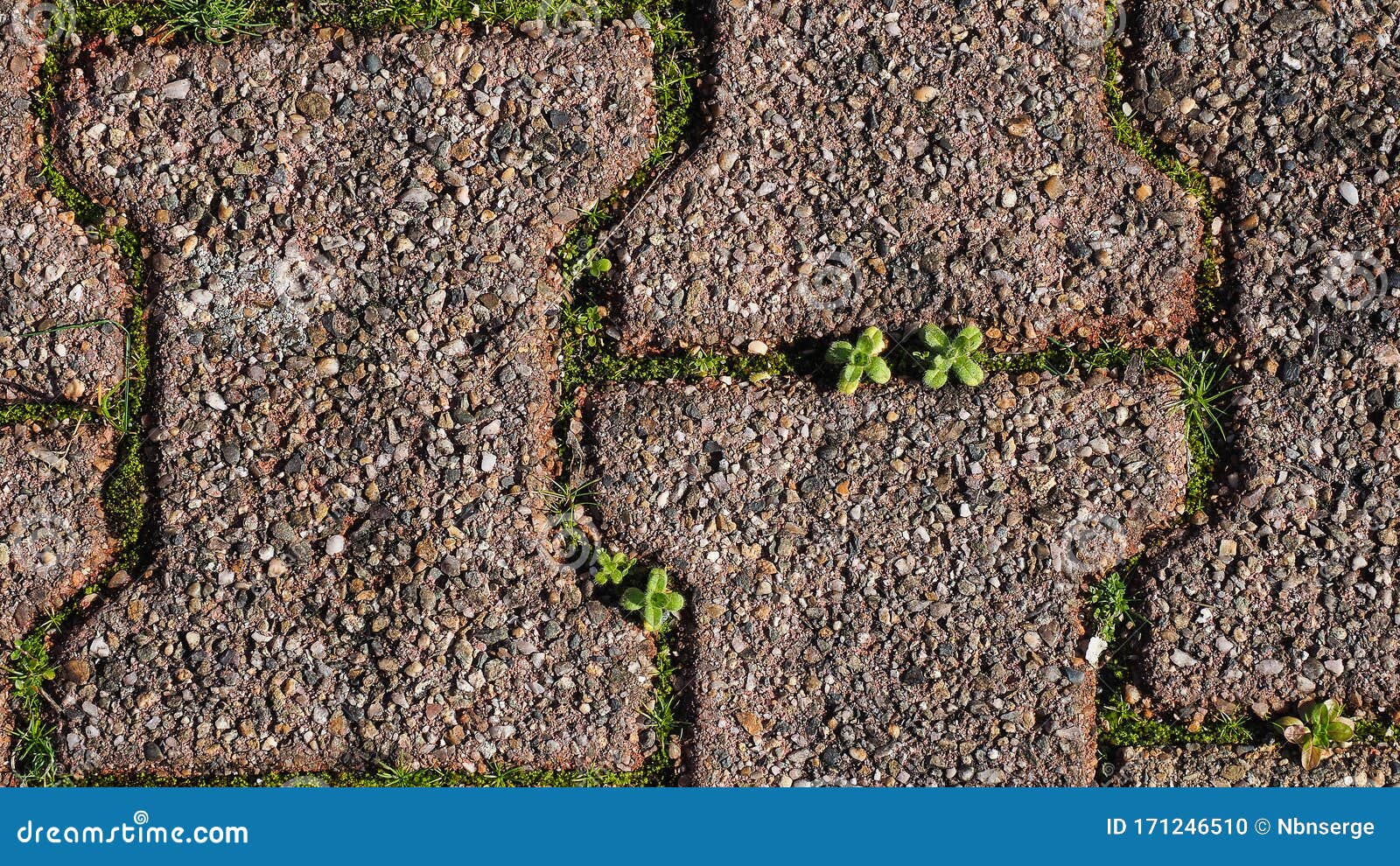Texture of Pavement with Moss, Grass or Weeds. Background with Free ...