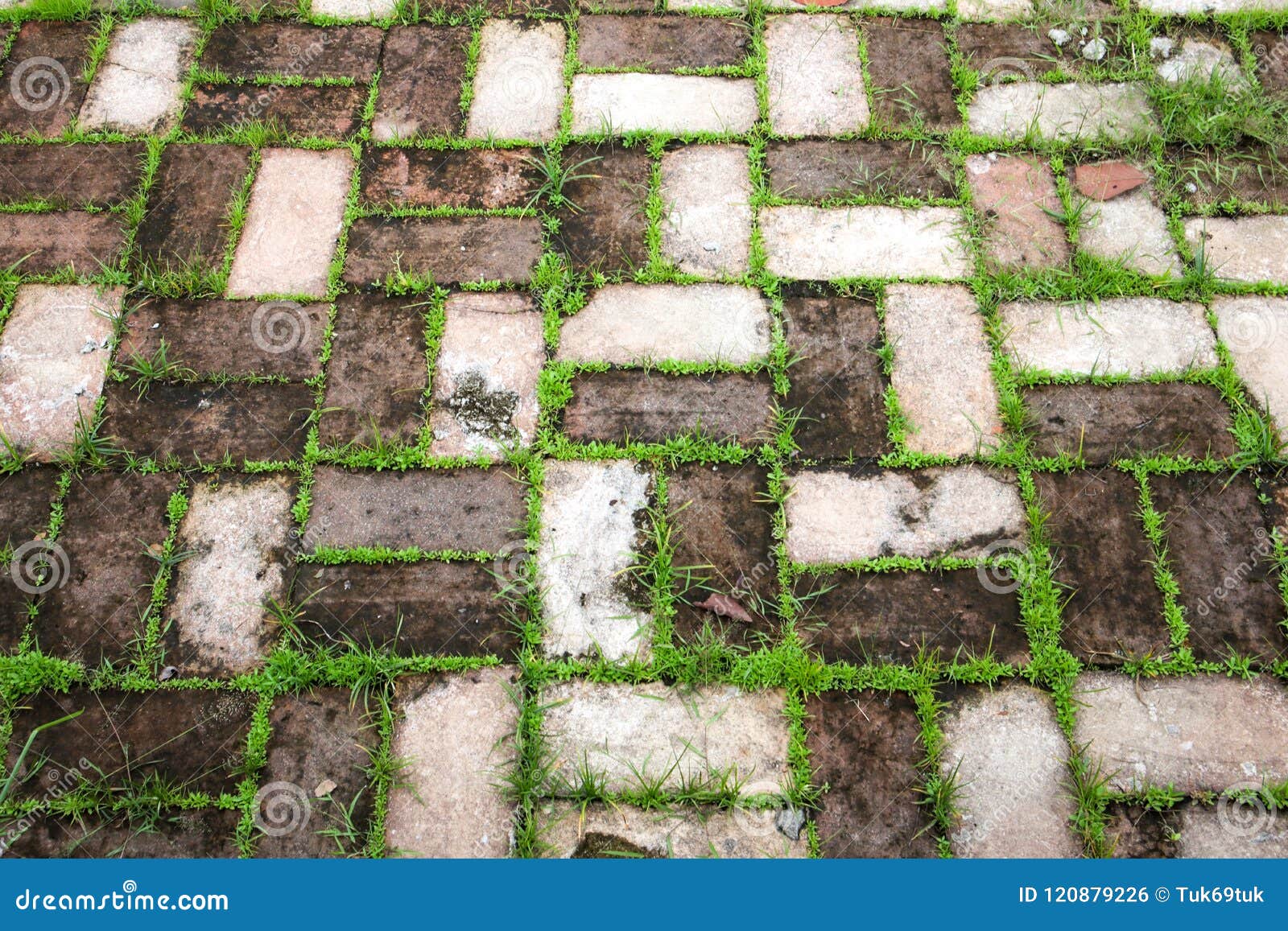 Texture of a Paving Stone Track on a Green Grass Stock Photo - Image of ...