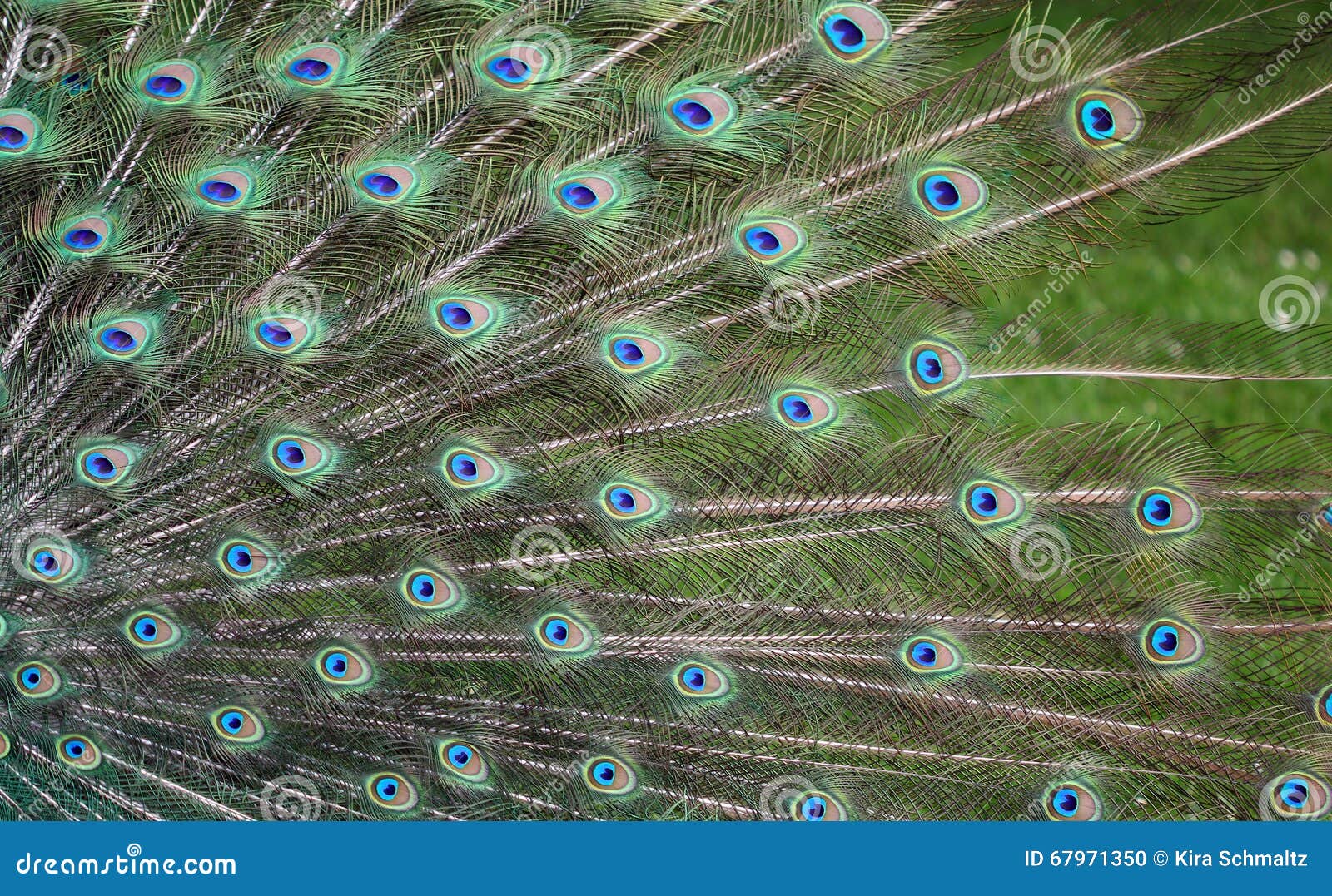 The Texture Of The Peacock Feather In The Tail Stock Photography ...