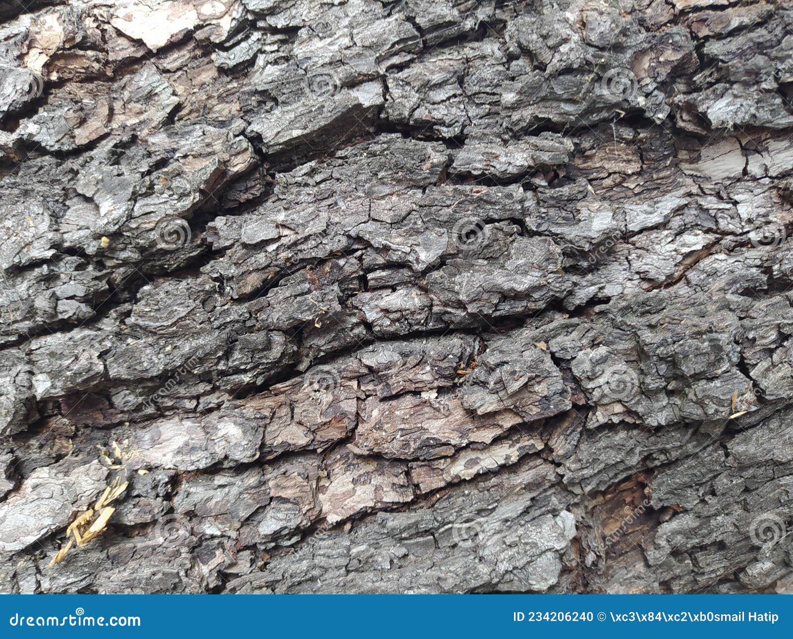 Texture of Pear Tree Root Photo Stock Photo - Image of tree, root ...