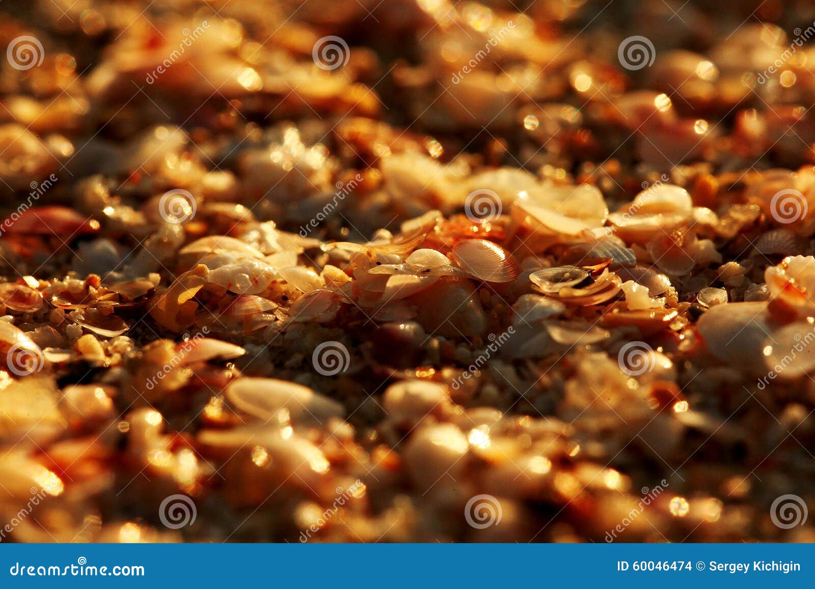 Texture of Pebble and Shells Stock Photo - Image of crustacean ...