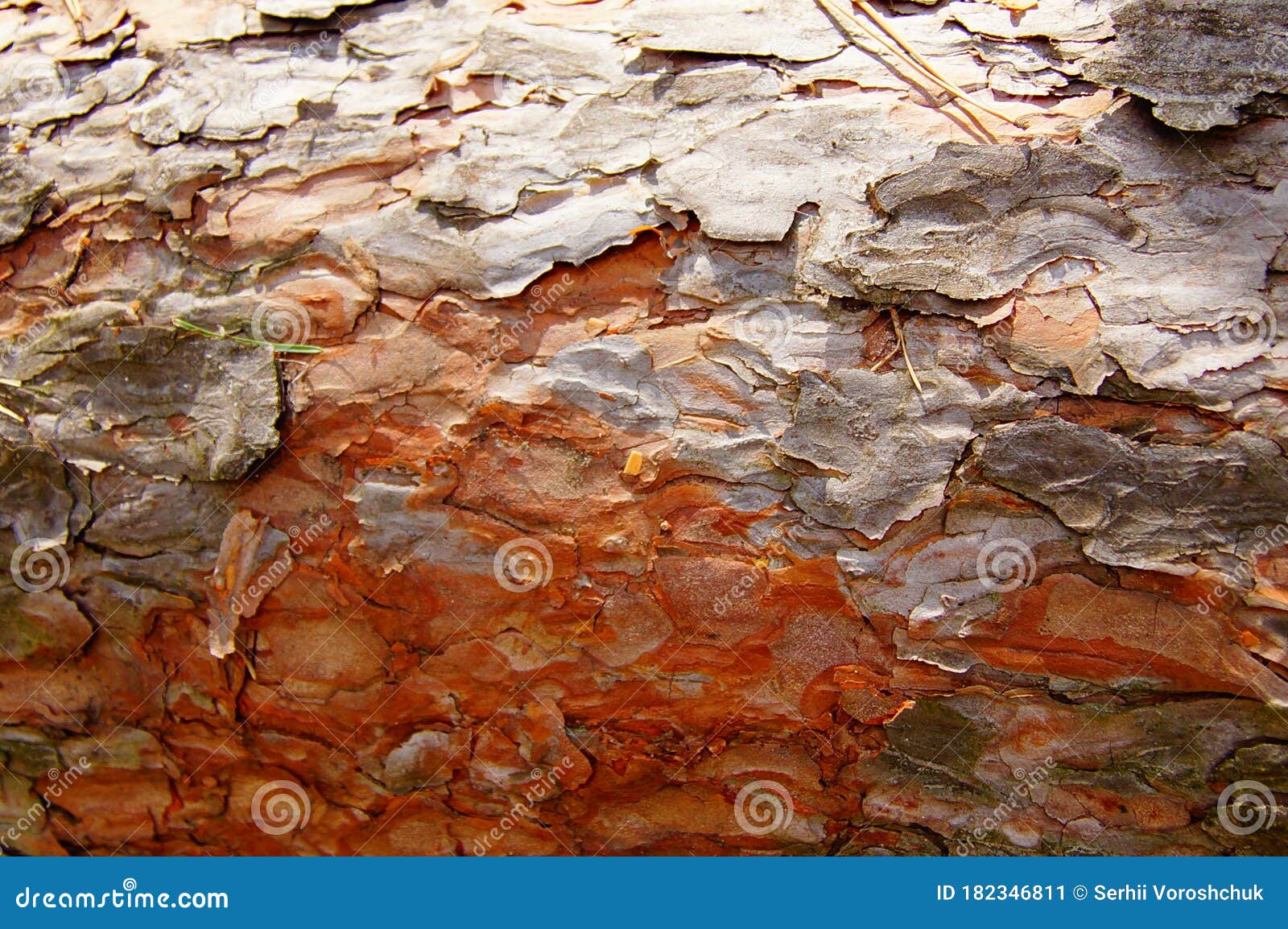 Texture. Peeled Red Pine Bark Stock Image - Image of peel, mantle ...