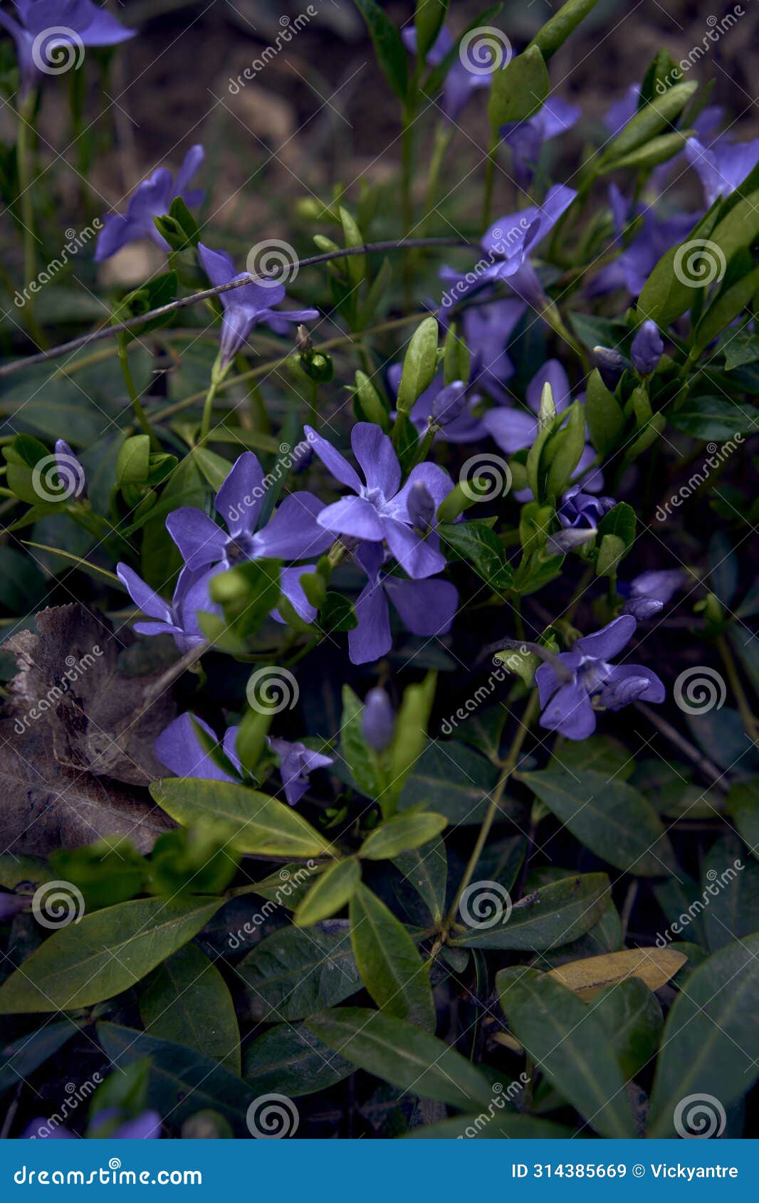 A Texture of Periwinkle Flowers Stock Image - Image of nature, natural ...
