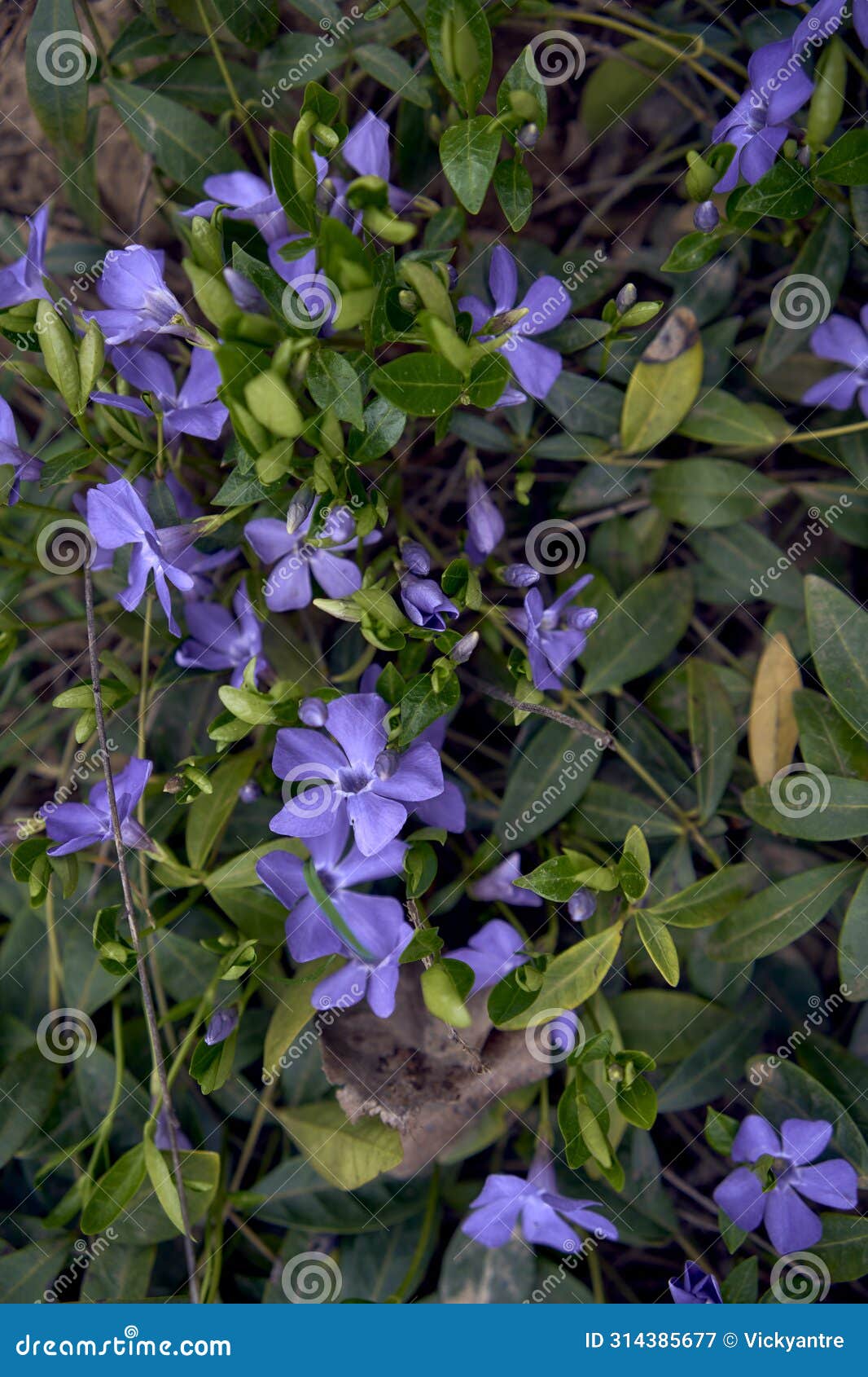 Texture of Periwinkle Flowers Stock Image - Image of tranquil, summer ...