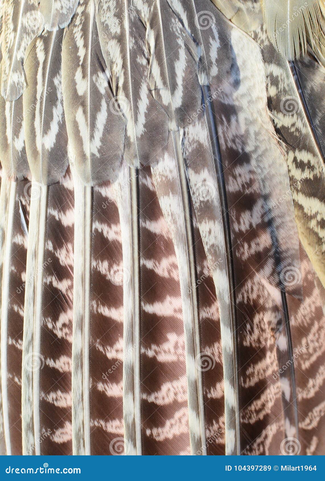 Texture Pheasant Feather. Pheasant Wing Stock Image - Image of animals ...