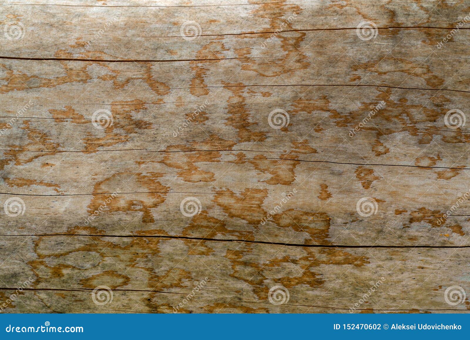 Texture of a Natural Tree with an Unusual Structure Stock Photo - Image ...