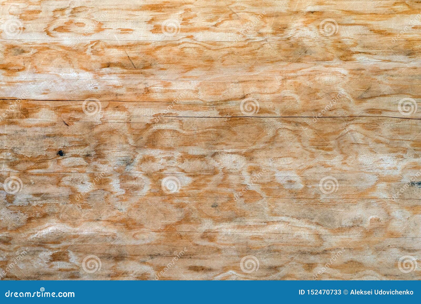 Texture of a Natural Tree with an Unusual Structure Stock Image - Image ...