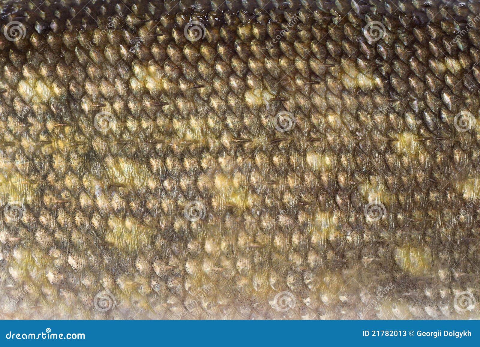 Texture Of Pike Skin Royalty-Free Stock Image | CartoonDealer.com #38961496