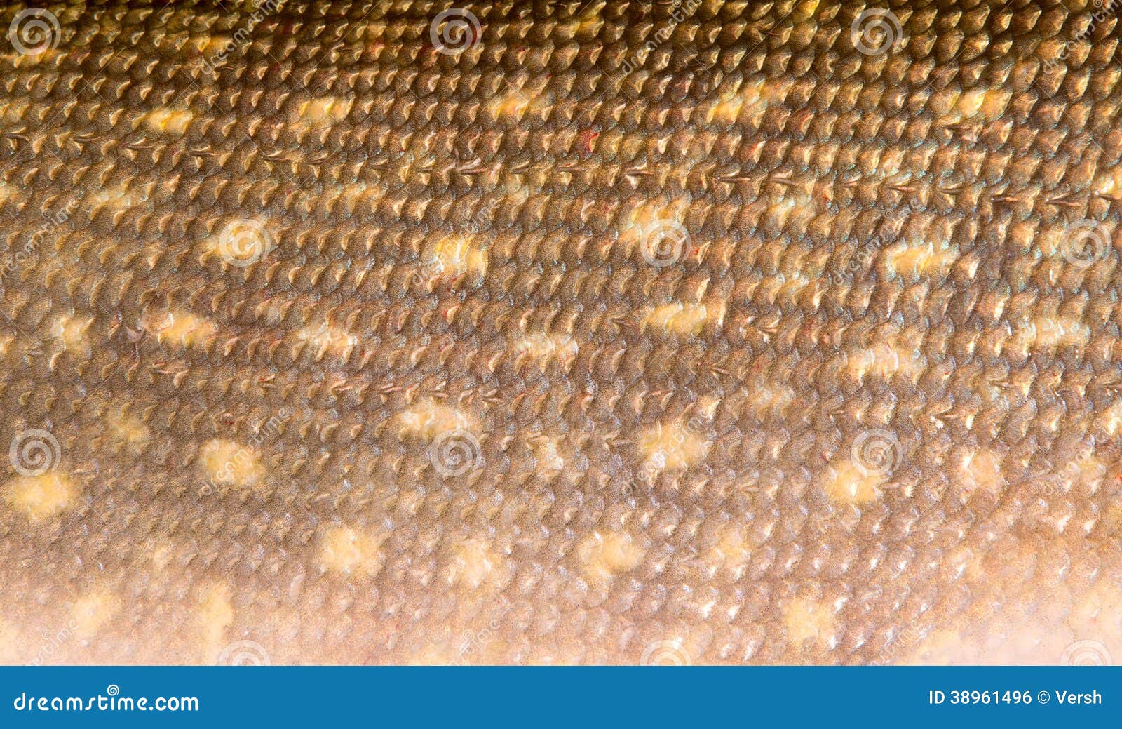 Texture Of Pike Skin Royalty-Free Stock Image | CartoonDealer.com #38961496