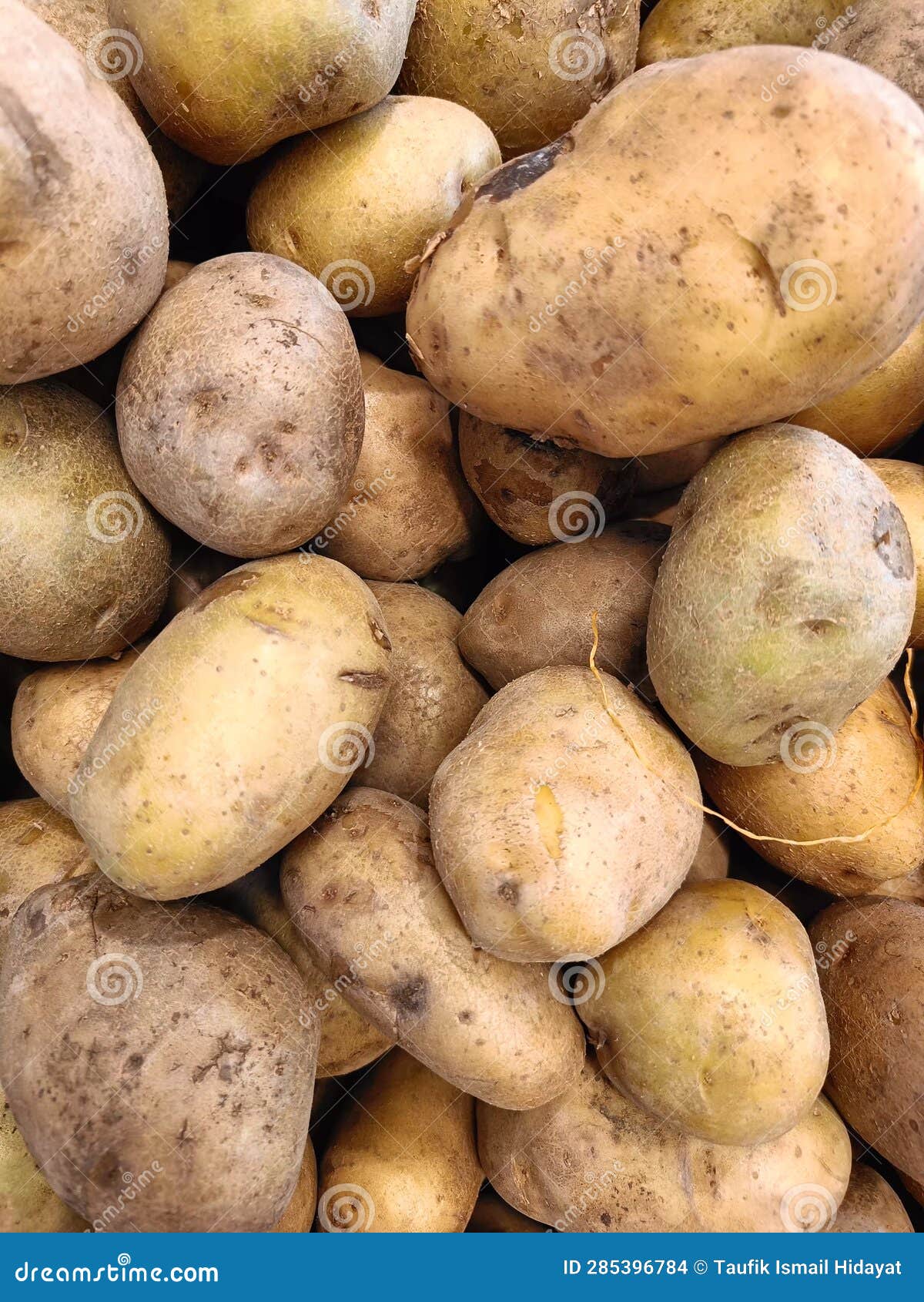 Pile Of Potatoes Lying On Wooden Boards. Fresh Healthy Potato Stock ...