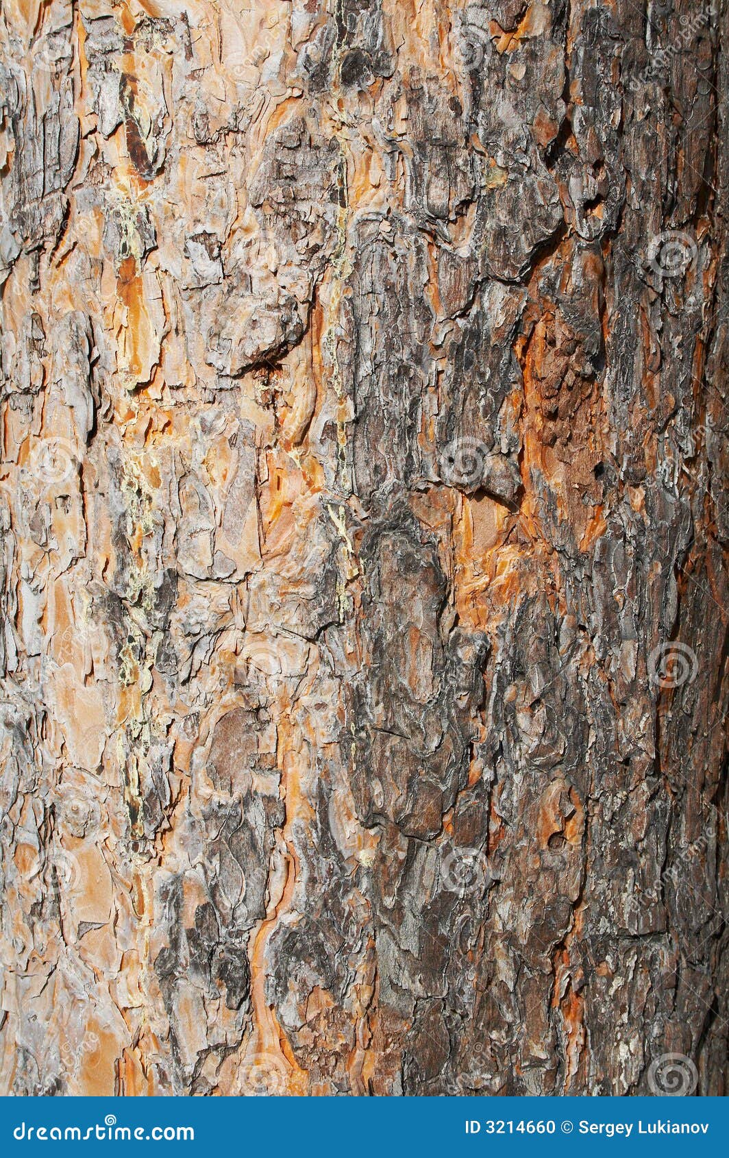 Texture of pine bark stock photo. Image of plates, good - 3214660