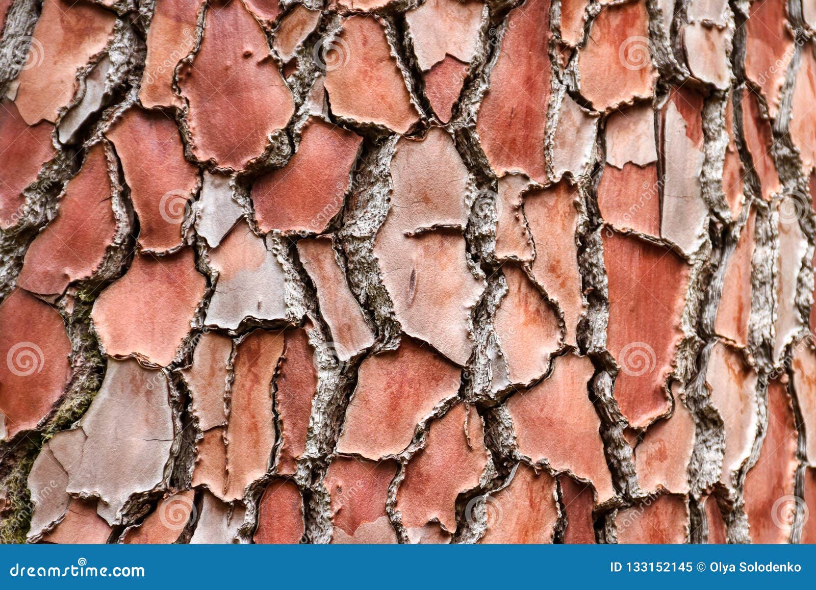 Texture of Pine Bark for Background Stock Image - Image of grunge ...