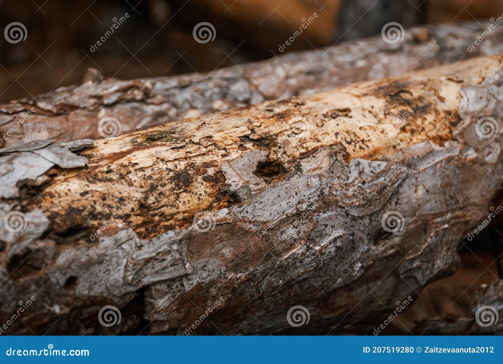 Texture of Pine Bark Close-up. the Bark is Eaten by Worms Stock Photo ...
