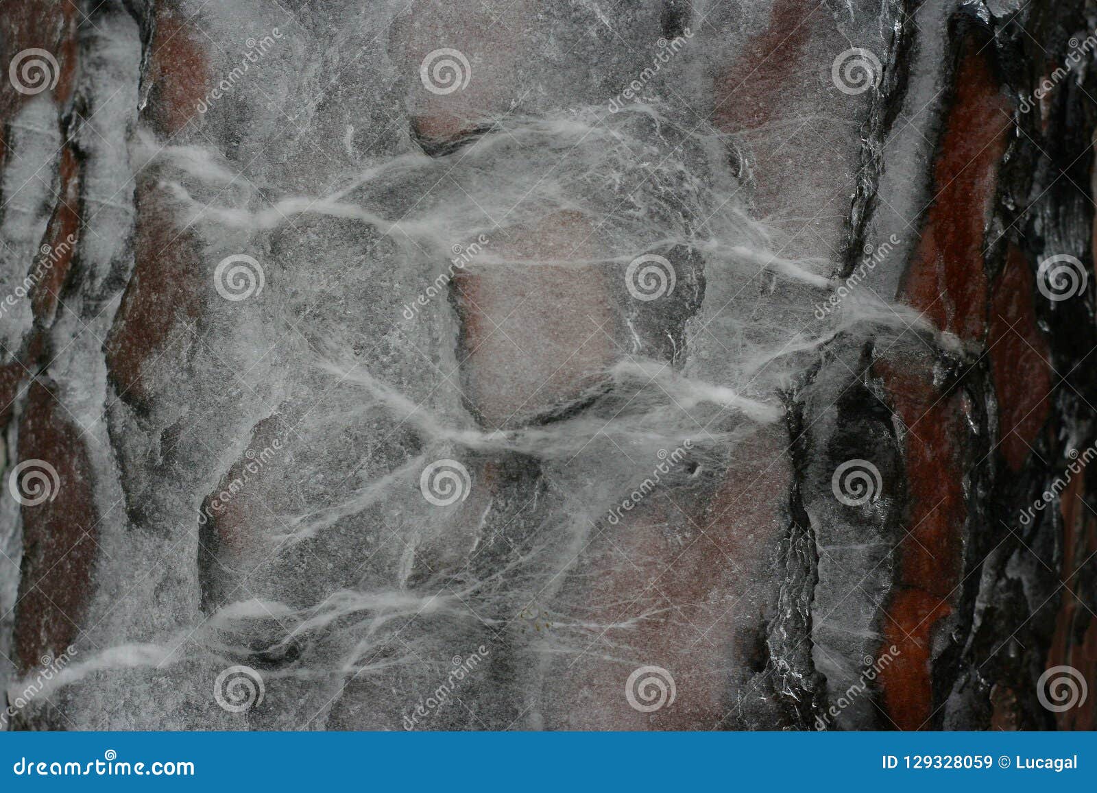 Texture of Pine Bark Covered with Ice Shaped by Wind Stock Image ...