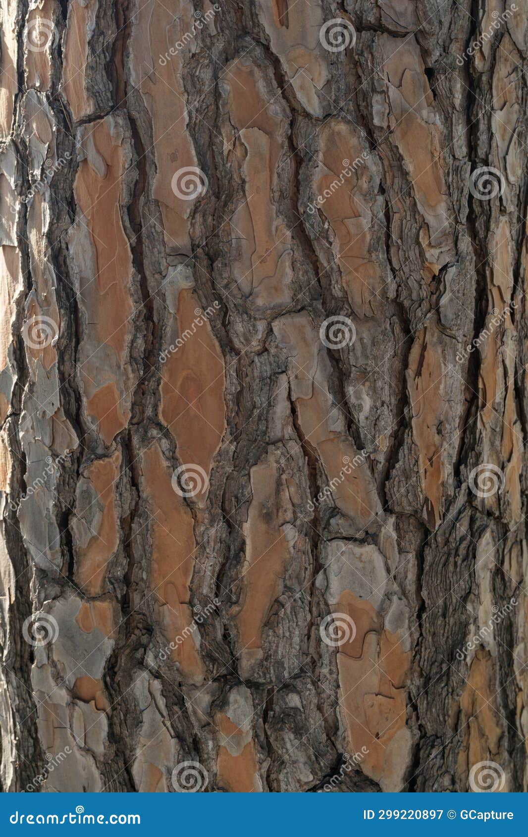 Texture of Pine Bark on a Tree Stock Image - Image of rough, textured ...