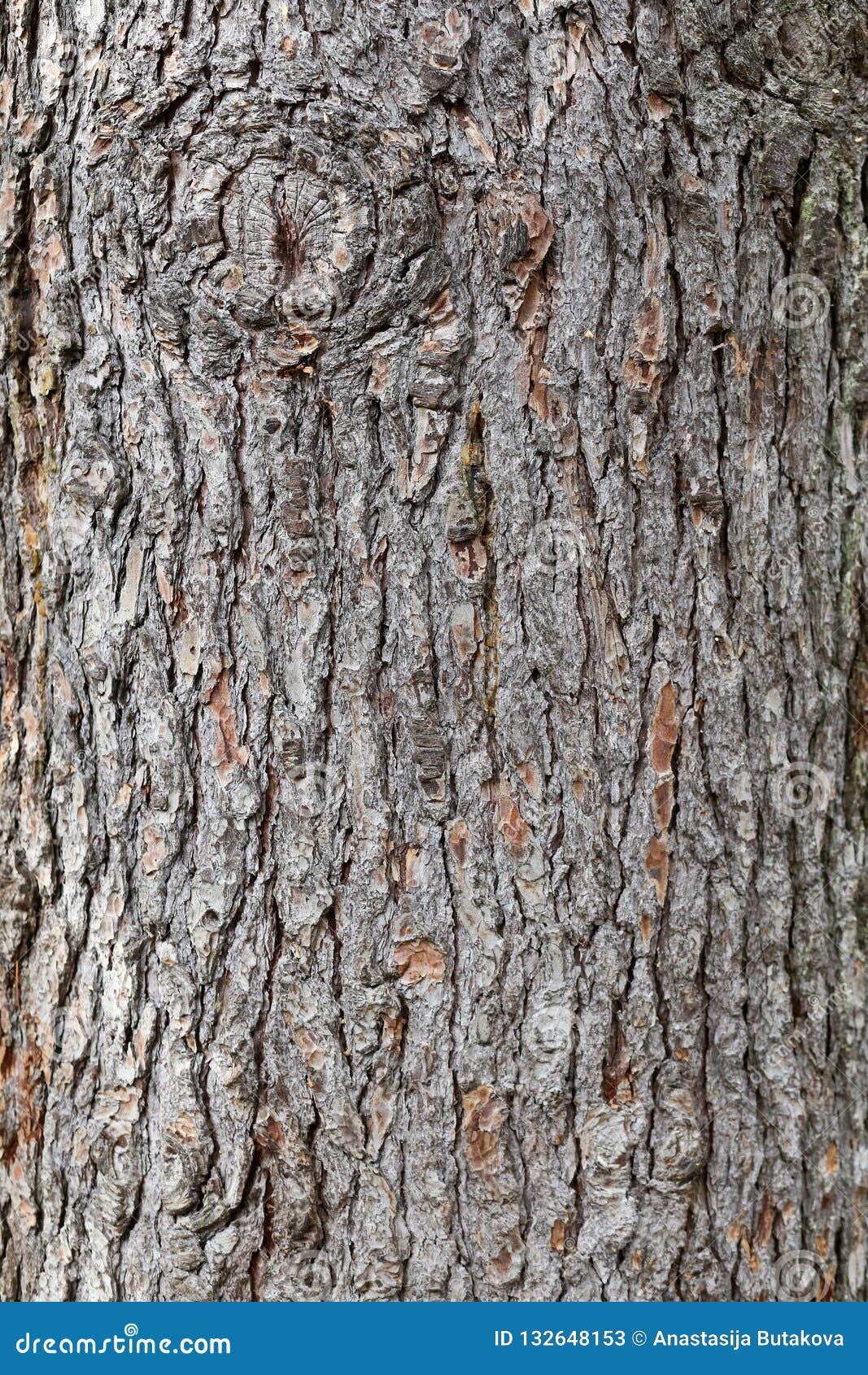 Pine bark texture stock image. Image of design, protection - 132648153