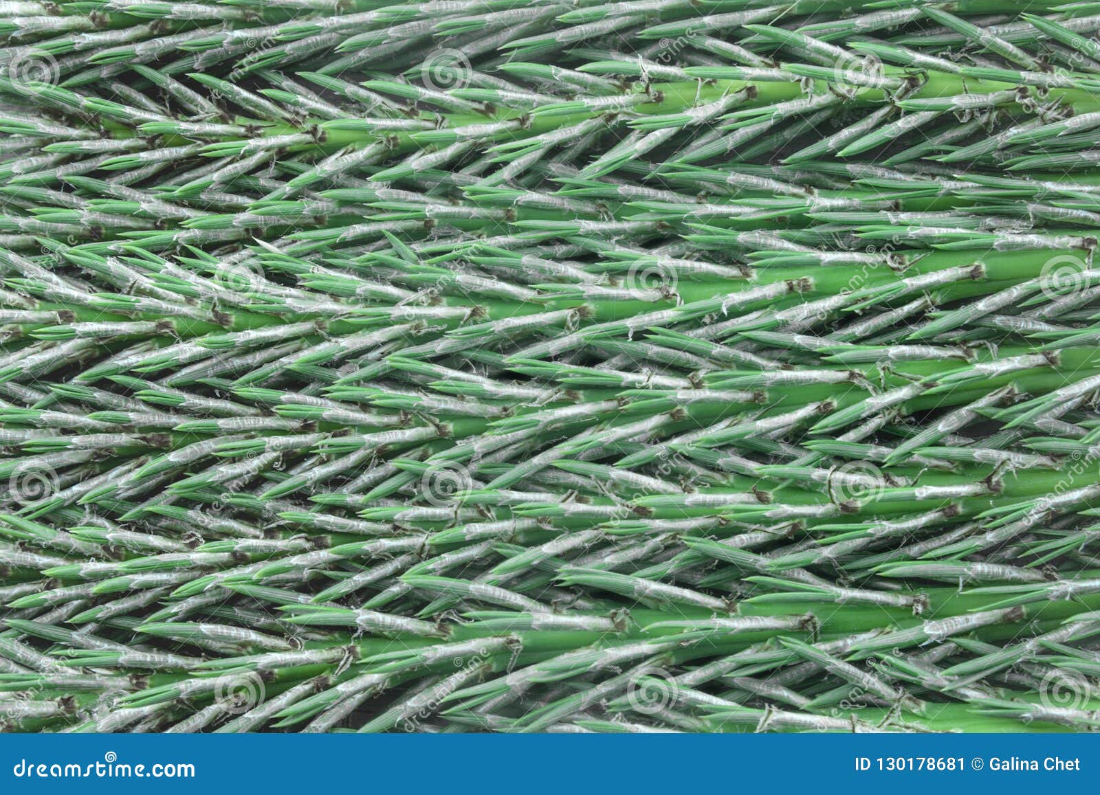 Texture of Pine Needles of Cedar Tree Stock Image - Image of landscape ...