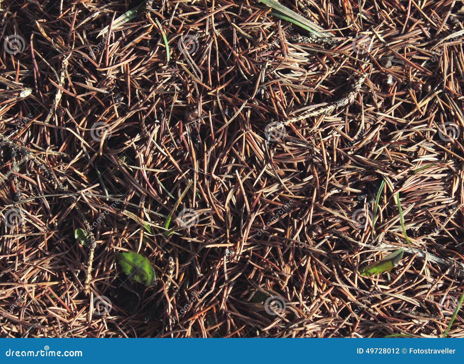 Texture of pine needles stock photo. Image of plant, season - 49728012