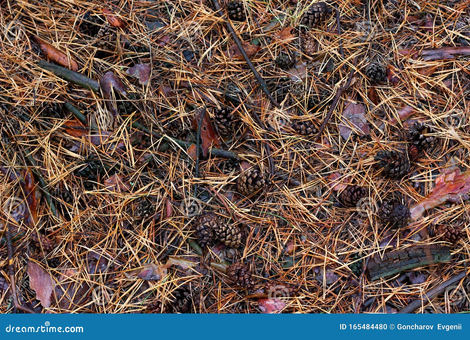 Showered Needles On Branches Of Blue Spiny Spruce. Fungal Disease ...