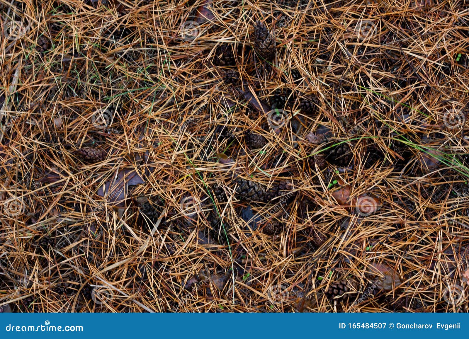 Showered Needles On Branches Of Blue Spiny Spruce. Fungal Disease ...