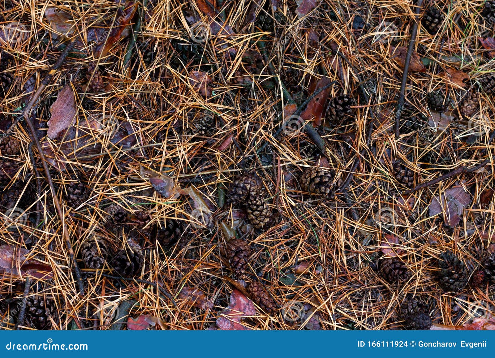 Showered Needles On Branches Of Blue Spiny Spruce. Fungal Disease ...