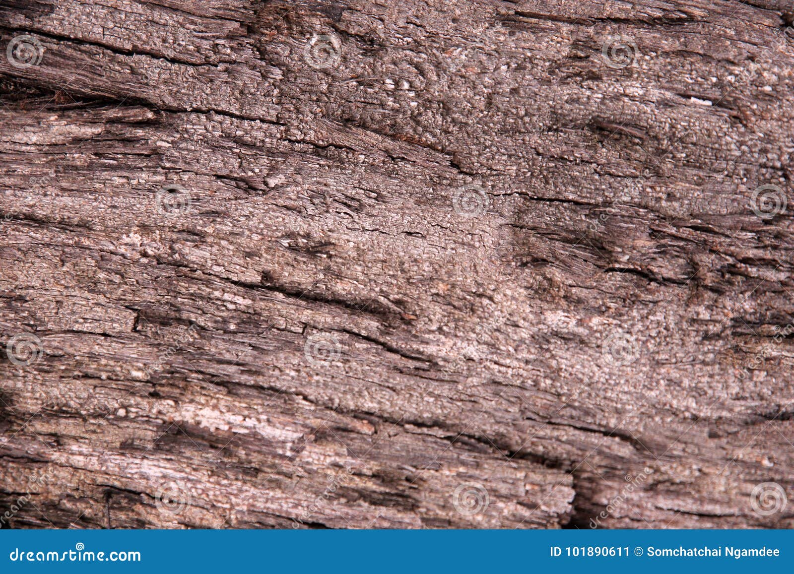 Texture of pine tree stock image. Image of texture, natural - 101890611