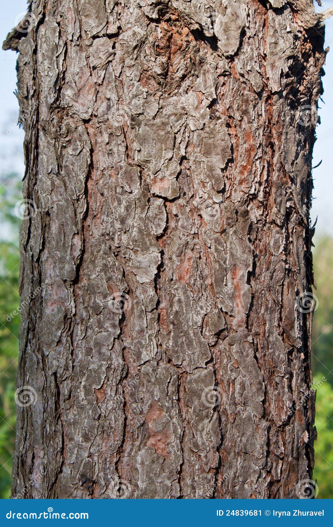 Texture pine tree bark stock image. Image of plant, design - 24839681 Texture pine tree bark stock image. Image of plant, design - 24839681