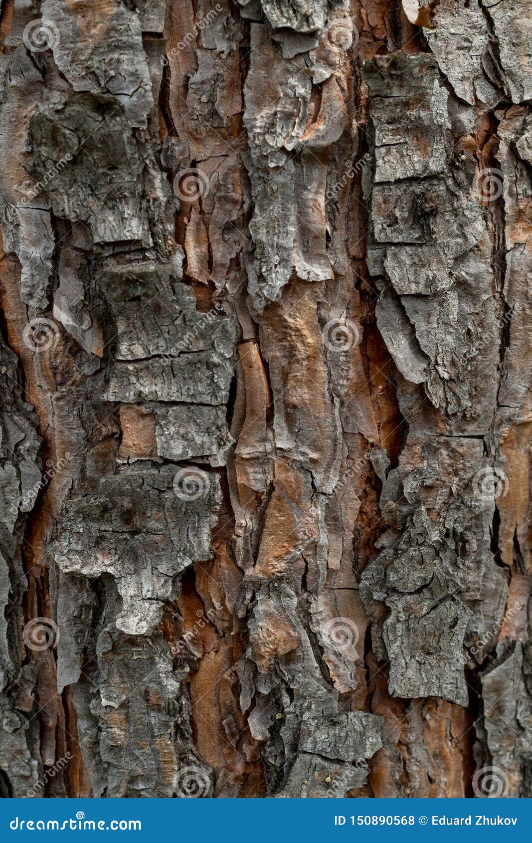 Texture of the Pine Tree Bark Background Macro Stock Photo - Image of ...