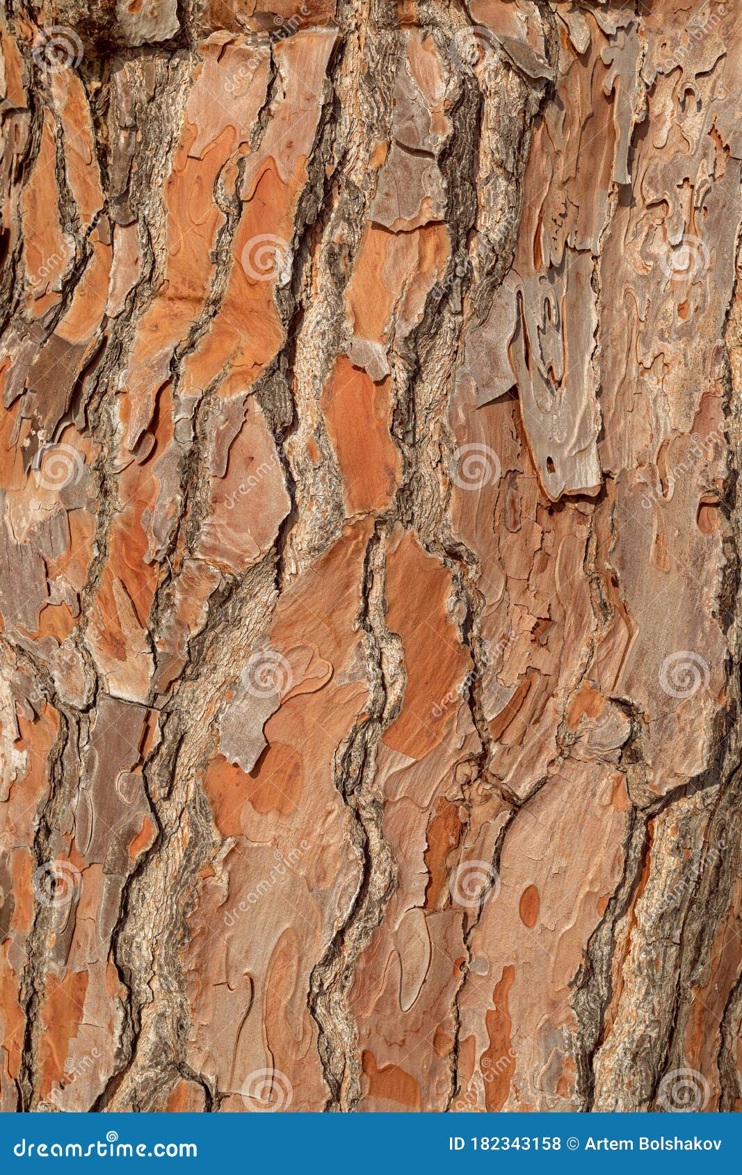 Texture Pine Tree Bark, Detailed Shot. Natural Pine Tree Bark Abstract ...