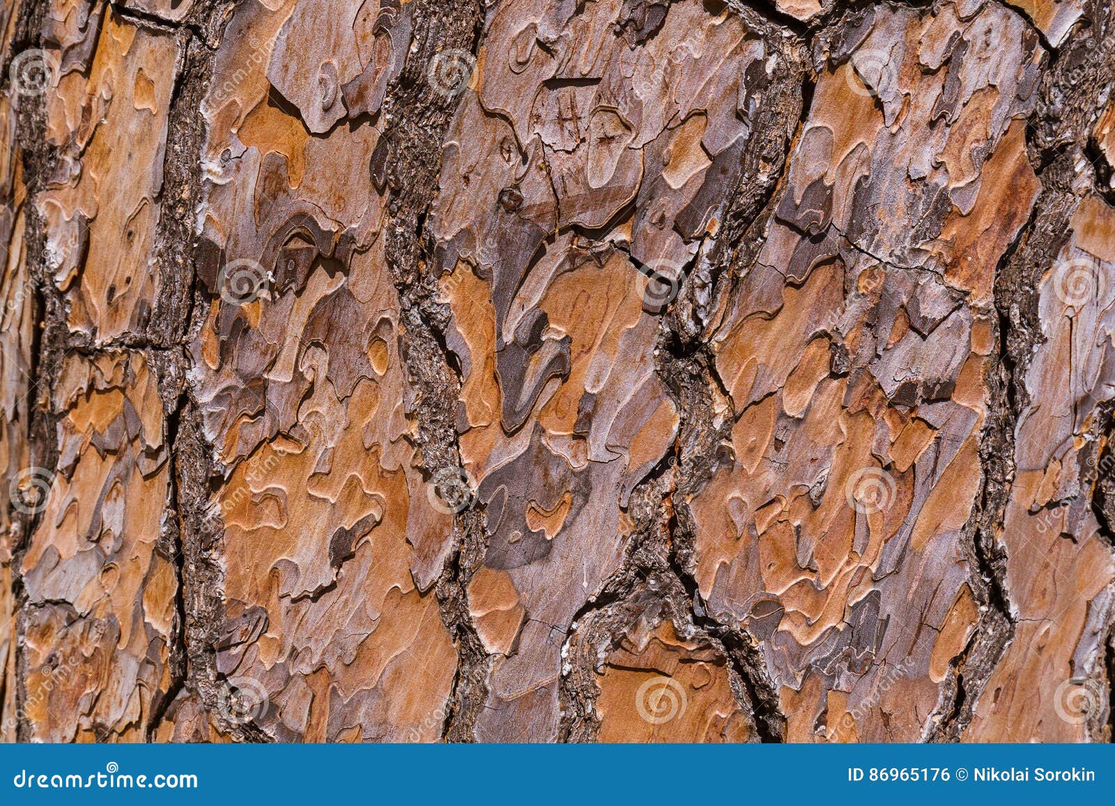 Texture of pine tree bark stock photo. Image of cork - 86965176
