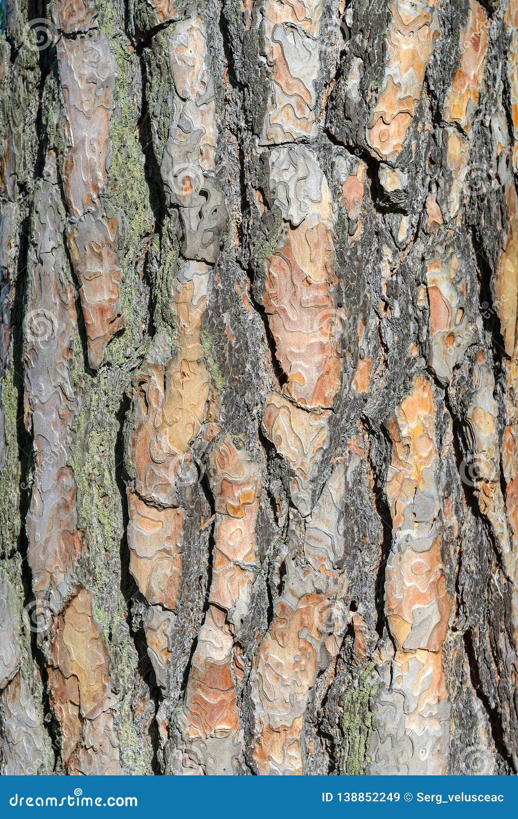 Texture Pine Bark. The Background Of A Healthy Tree. Royalty-Free Stock ...