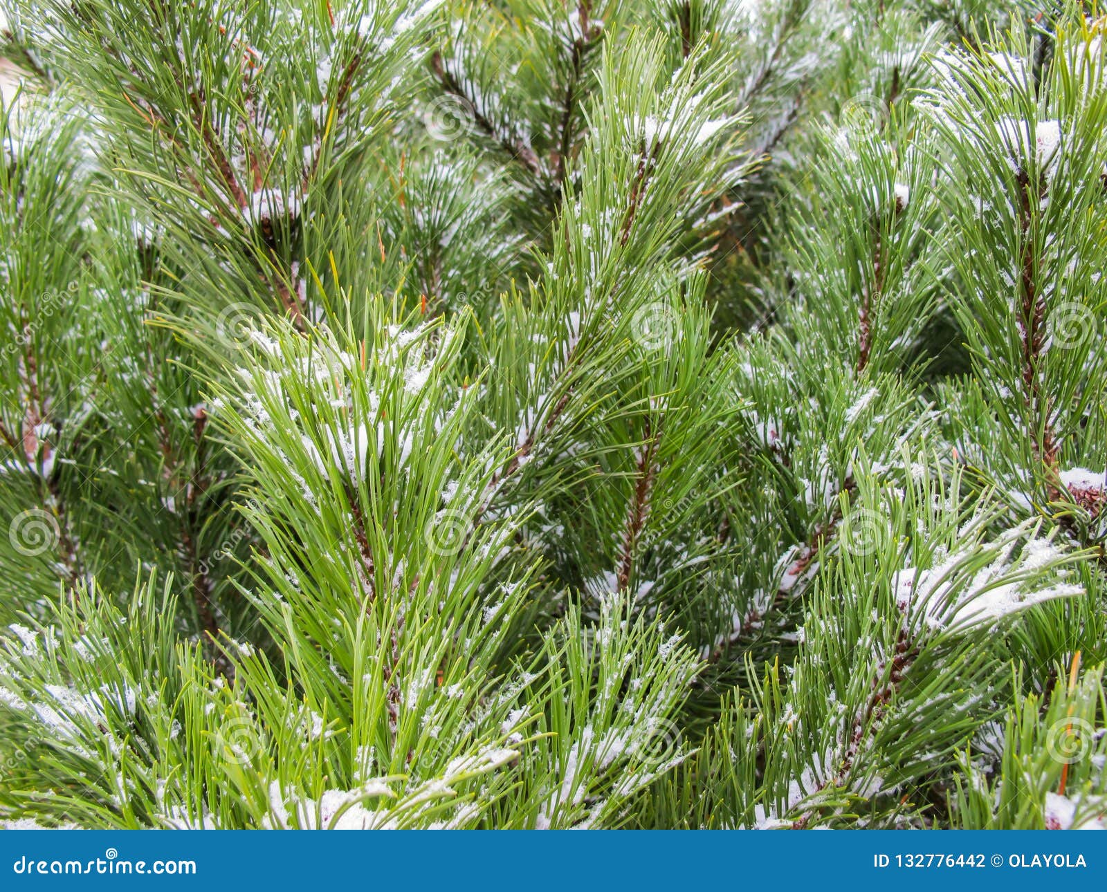 The Texture of Pine Tree Branches Covered by Snow Stock Photo - Image ...