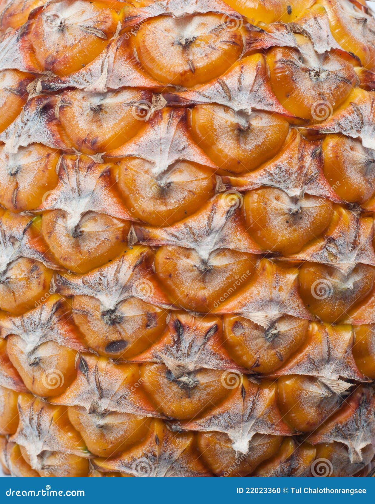 Texture of pineapple stock photo. Image of surface, peel - 22023360