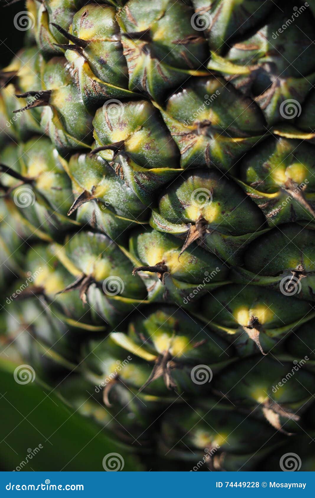 Texture of pineapple skin stock photo. Image of freshness - 74449228