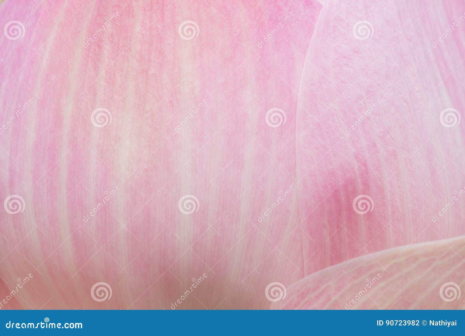 Texture of Pink Lotus Petal Stock Photo - Image of soft, nature: 90723982