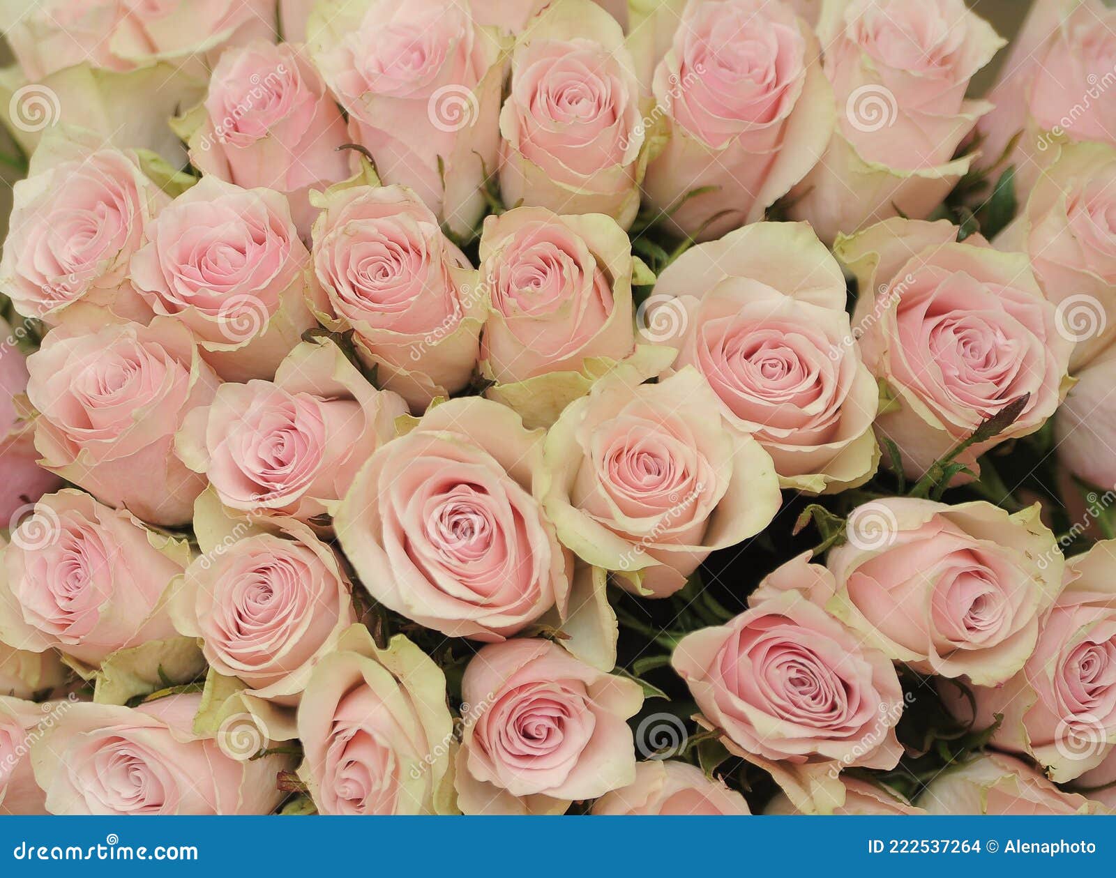 Texture of Pink Roses Bouquet Stock Photo - Image of nature, floral ...