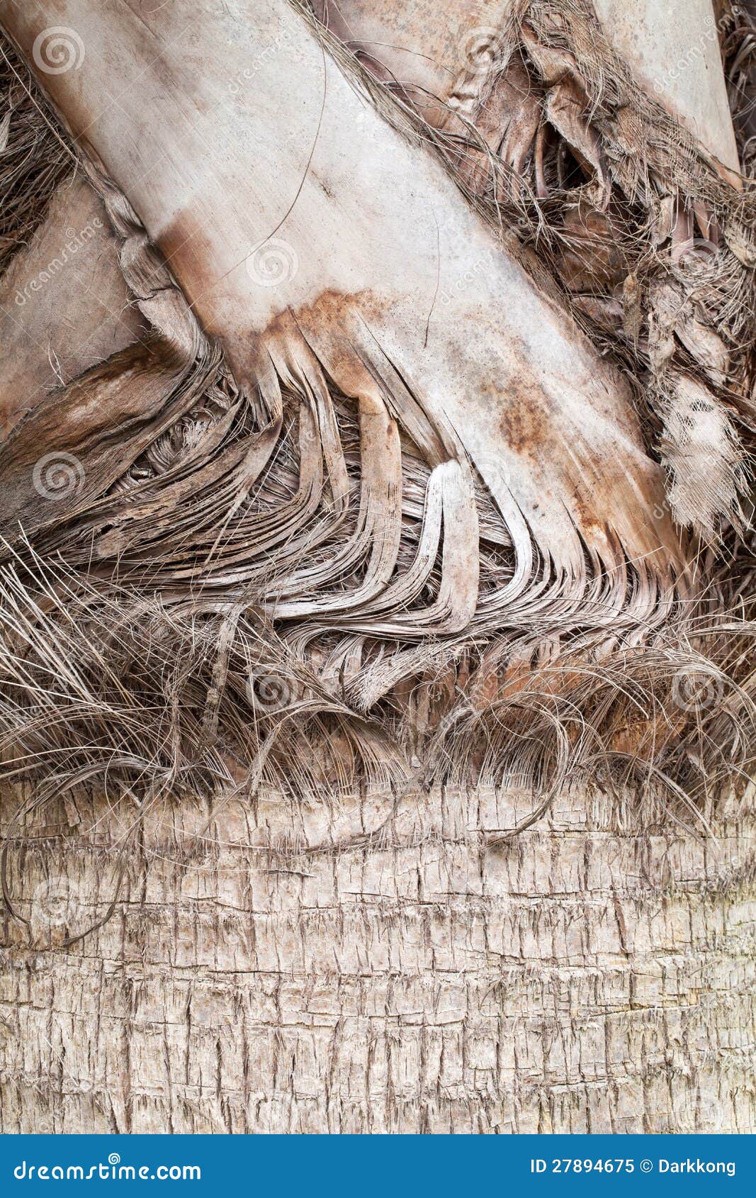 Texture of plam tree stock image. Image of plant, line - 27894675