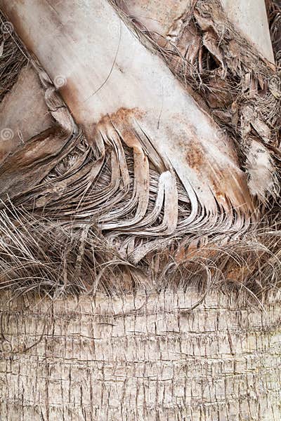 Texture of plam tree stock image. Image of plant, line - 27894675