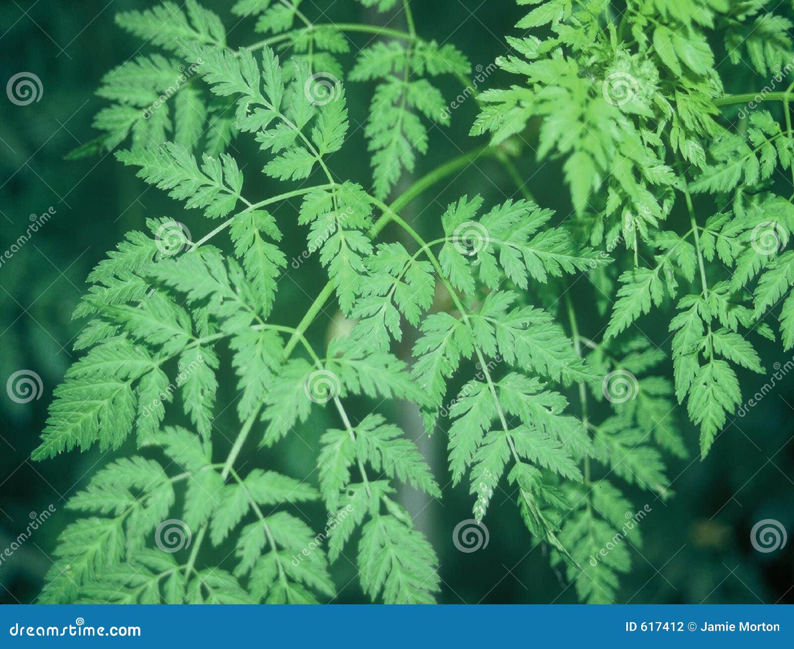 Texture plant stock photo. Image of plant, texture, close - 617412